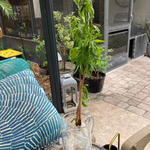 Gold Rush & Yellow Delicious Apple Tree Package - Etsy