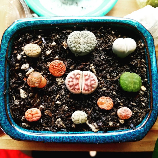 20 Seeds Lithops Aucampiae Mix / Freshly Harvest 20 Premium Quality ...