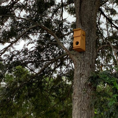 Barred or Great Horned Owl Nesting Box Made of Pine and Cedar - Etsy