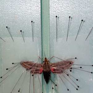 REAL Orb Weaver Teardrop Spider on Real Preserved Spider Web | Etsy