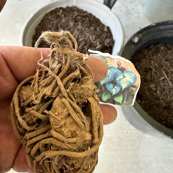 20 Purple Petunia Bullseye Flower Seeds - Etsy