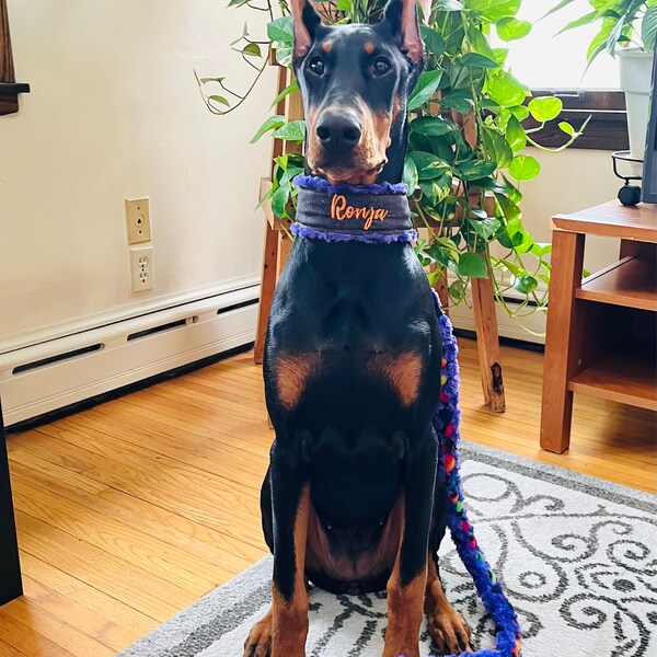 Bold and Bright Ring Lead With Tug! - Agility Lead-barn Hunt Lead ...