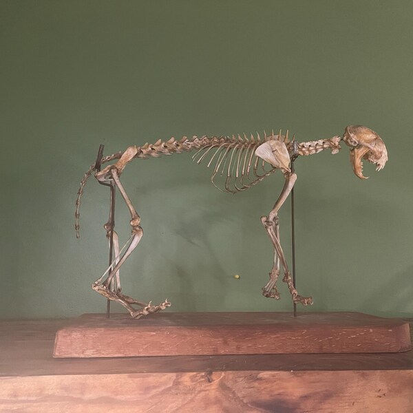 Mummified Rabbit Specimen - Etsy