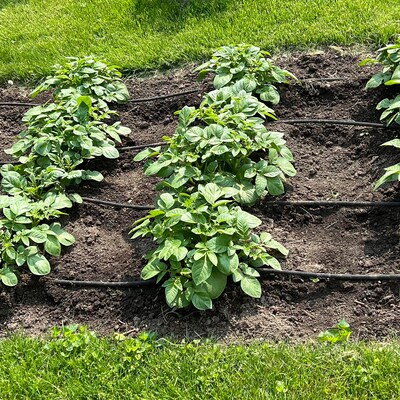 LORIENT SHALLOT Sets Non-gmo Bulbs, Garden Seed Shallots Traditional ...