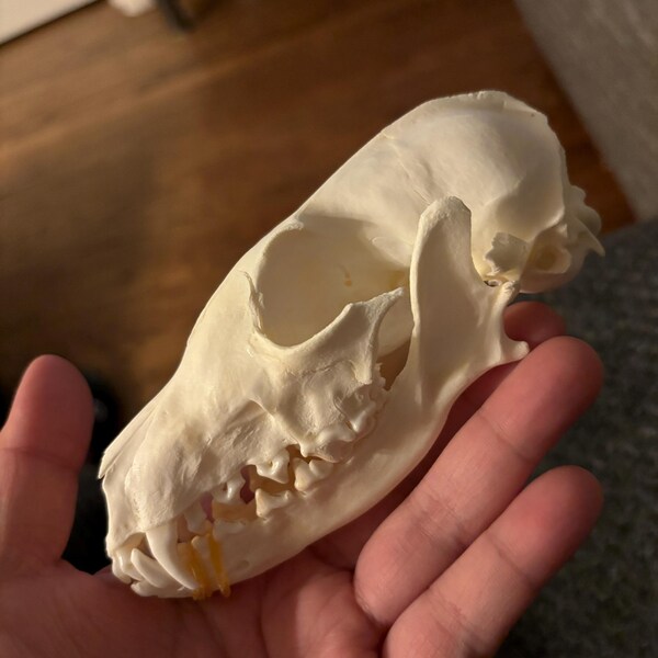 Chafer Beetle in Resin, Insects in Resin, Green Beetle, Oddities ...