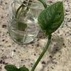3” Sooo (TM) Silver Scindapsus Plant Pot - NEW CULTIVAR - Lush ...