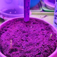 Delosperma Napiforme / 20 Seeds - Etsy Canada