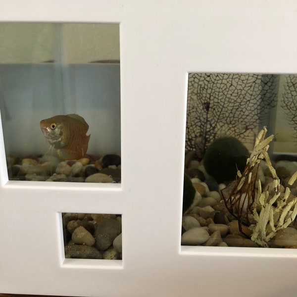 Fossil Coral Rocks, Natural White Coral Fossils, Very Old Fossils ...