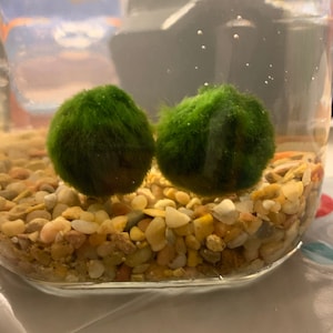 Large Java Moss Ball for Terrarium Planted Tank Live Aquarium ...