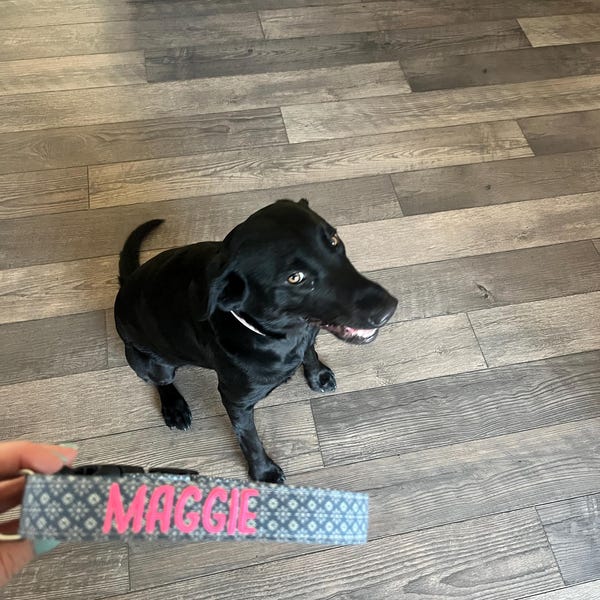 Basketball Dog Collar, Embroidered Dog Collar, Personalized Dog Collar ...