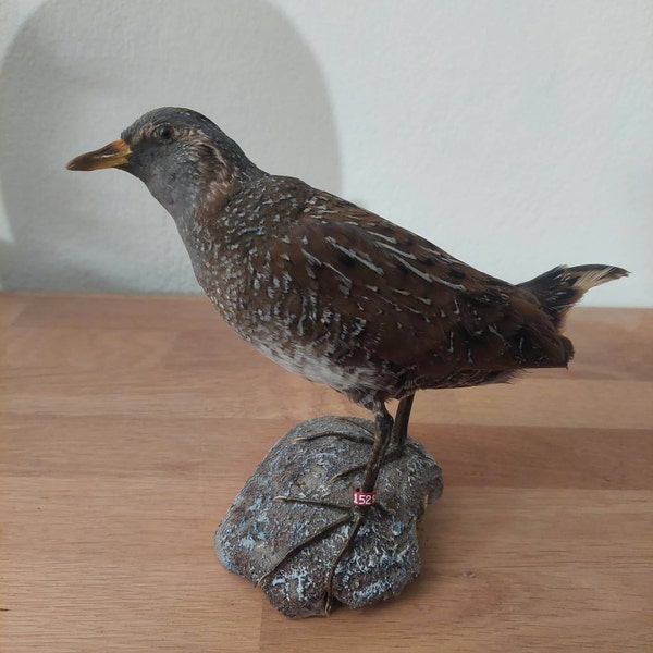 Taxidermy Bird Stuffed Bird AFRICAN SULTAN CHICKEN Porphyrio ...