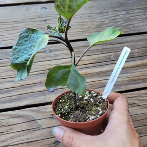 Hoya Kicki Hoya Hybrid Rooted Plant Shipped in 2.5 Pot - Etsy