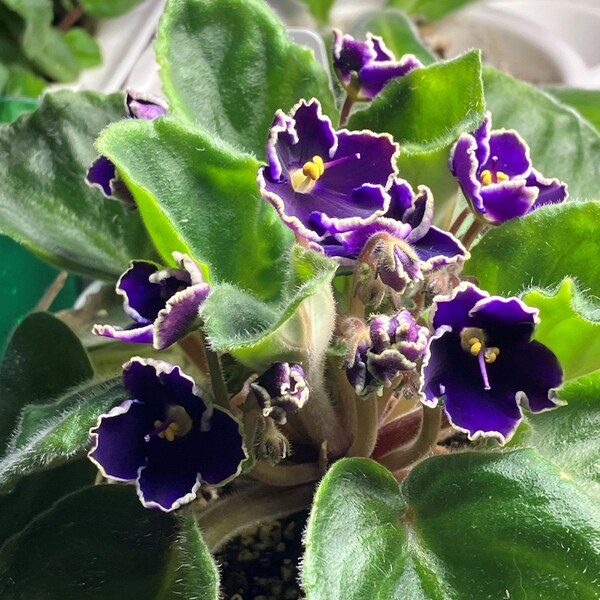 Currently Blooming African Violet Live Plant in a 4" Pot | Purple With ...