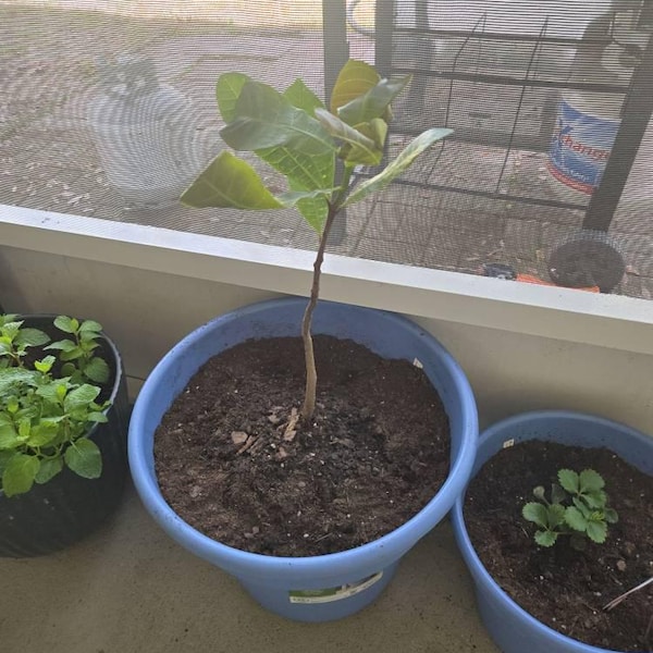 Live Cashew Tree (pajuil) 1 Ft – Anacardium Occidentale – Tropical ...