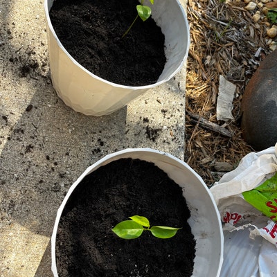 Organic Red PIGEON PEAS Gunga Pea 50 Seeds Cajanus Cajan Gandul Lazaro ...