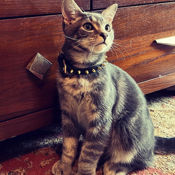 Spike Collar With Safety Breakaway Buckle for Cat, Breakaway Cat Collar ...