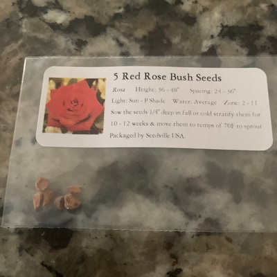 5 RED ROSE Rosa Bush Shrub Perennial Flower Seeds - Etsy