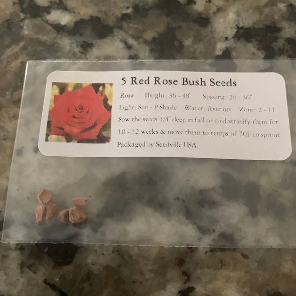 5 RED ROSE Rosa Bush Shrub Perennial Flower Seeds - Etsy