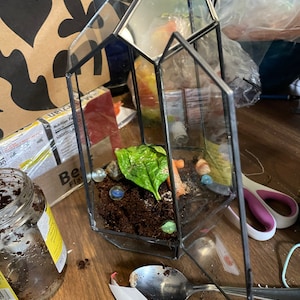 Complete Closed Terrarium Kit With Live Moss Plants and - Etsy