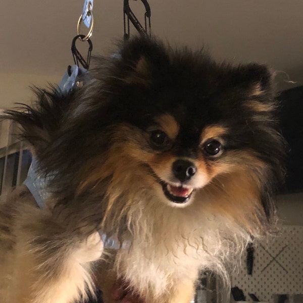 Turquoise Dinky Dots by Loralie Designs - Black Dots on Vibrant ...