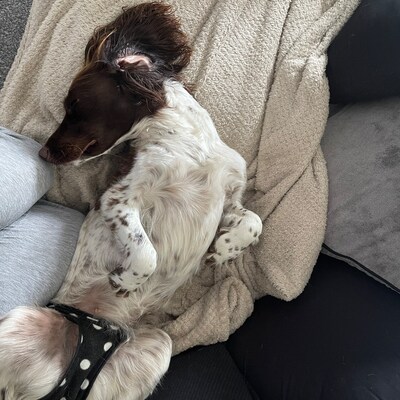 Dog Hygiene Knickers / Dog Season Pants Handmade by Me MADE TO ORDER by ...