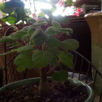 Bonsai Mint plectranthus Ernstii Caudex - Etsy