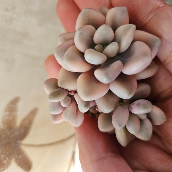 Graptopetalum Ellen Variegated-succulent - Etsy