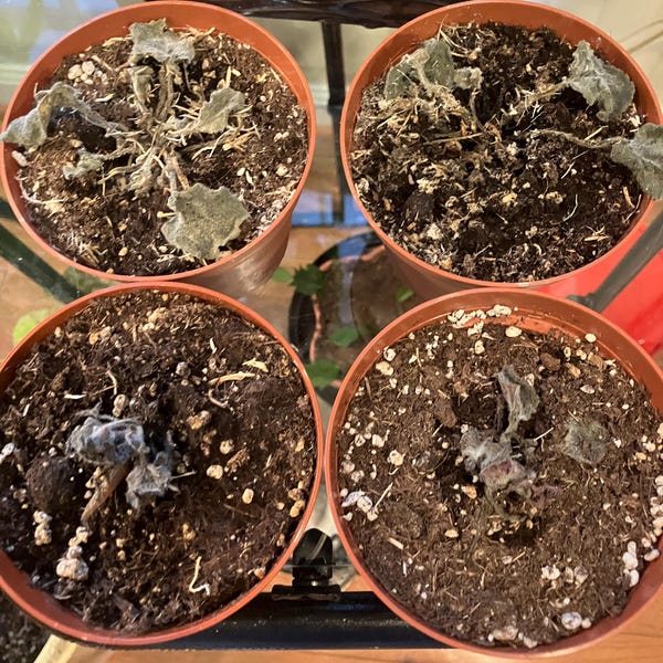 FOSTER 4-pack LIVE 4 Inch Kalanchoe, Blooming Houseplant, Gardening ...