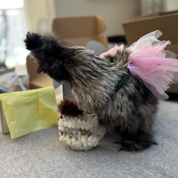 Scarecrow Costume for Chickens - Etsy