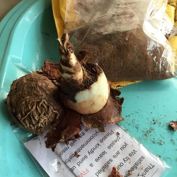 2 Amaryllis Vittata Bulbs FW95210-10 - Etsy