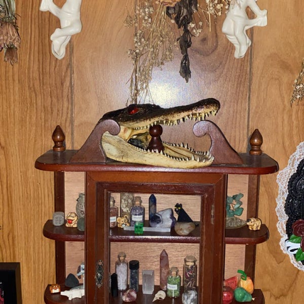 Alligator Head Taxidermy | Real Louisiana Gator Decor | Oddities ...