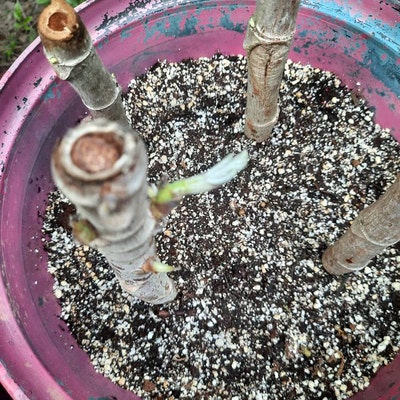 Inca Nut, Sacha Inchi plukenetia Volubilis Live Plant - Etsy