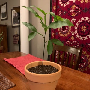 Spanish Lime Genip Guinep Ginepa Limoncillo Mamoncillo Fruit Seedling ...