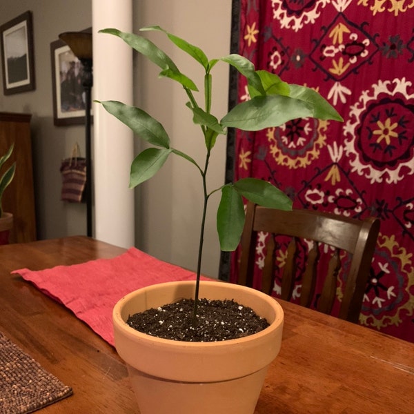 Spanish Lime Genip Guinep Ginepa Limoncillo Mamoncillo Fruit Seedling ...