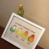 Lovebird Ripeness Chart Poster - Etsy