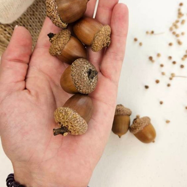 2025 Germinated Utah Red Oak Acorn Sprouted Sets for Growing Northern ...