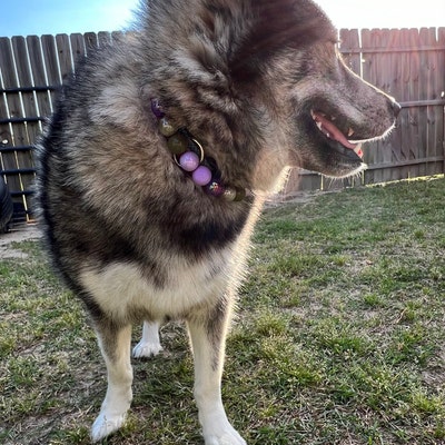 Flamingo Floaty Pool Party Beaded Dog Collar, Collar, Dog Collar, Dog ...