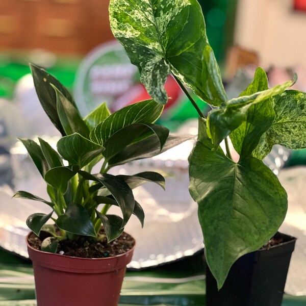 Philodendron Birkin Large Plant | Variegated Philodendron Birkin ...