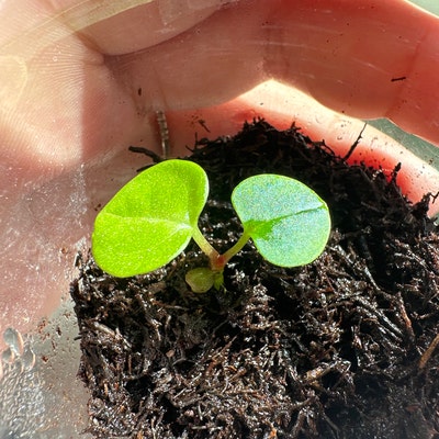 Anthurium carla X Bvep/antolakii X Carlablackiae 3 Leaf Seedling - Etsy