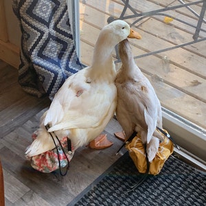High Quality ORIGINAL Duck Chicken Goose Diaper Harness - Etsy