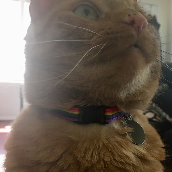 The Rainbow Breakaway Cat Collar - Etsy