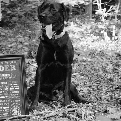 Dog Birthday Chalkboard Sign First Puppy Birthday Banner 1st - Etsy
