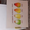 Lovebird Ripeness Chart Poster - Etsy