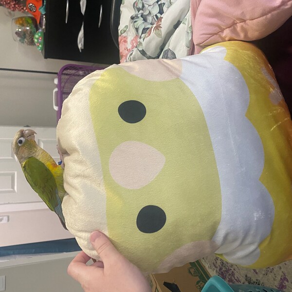 Birb Seat Pillow Case stuffing is Not Included, You Need to Get Filling ...