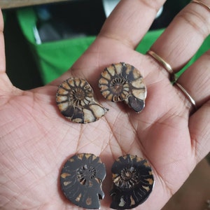 7-10 Hanging Light Puffer Fish Real Blowfish Lamp - Etsy