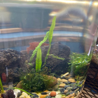 X2 Subwassertang Moss on Cholla Wood Shrimp Hideout & Betta - Etsy