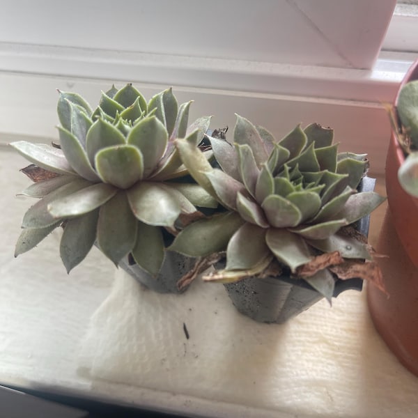 Ajuga Feathered Friends fierce Falcon Plant in 3 1/2 Pot Perennial ...