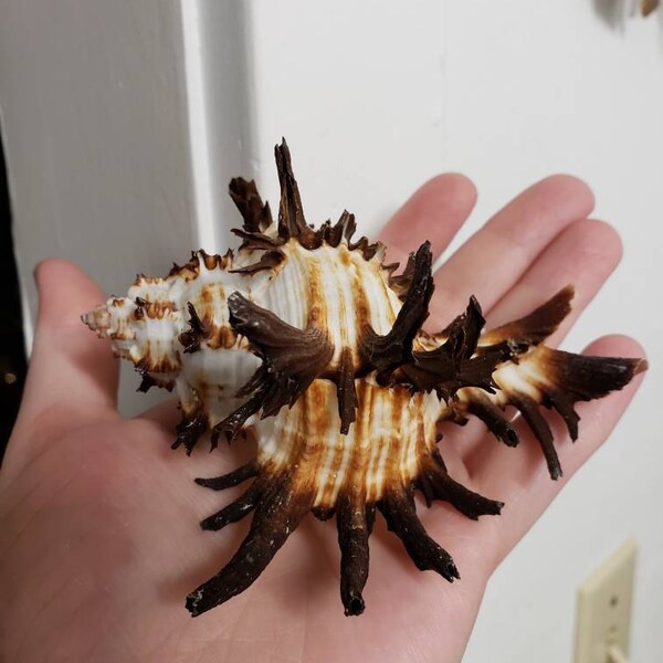 Murex Endiva Shell: Long Spine Seashell for Beach Wedding Decor - Etsy