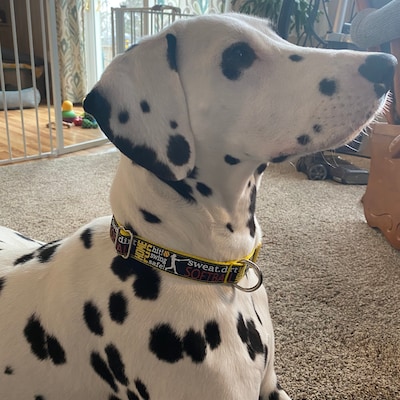 Softball Dog Collar Sports Dog Collar - Etsy