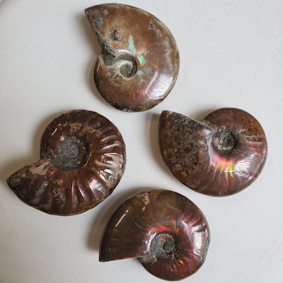 Raw Ammonite Ammolite Fossil Rainbow Iridescent Opalized Ammonite ...